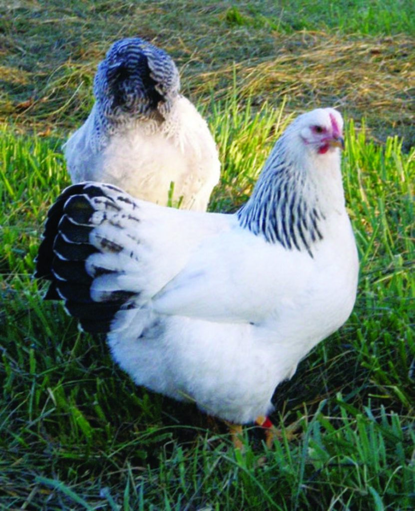 Breed Profile: Delaware Chicken - Backyard Poultry